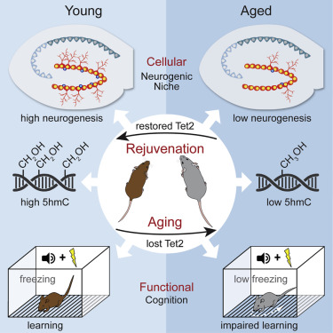 Tet2 Rescues Age-Related Regenerative Decline and Enhances Cognitive ...
