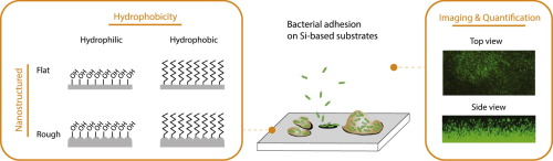Deconvoluting the effects of surface chemistry and nanoscale topography ...