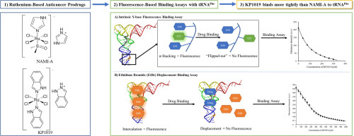 Ruthenium anticancer agent KP1019 binds more tightly than NAMI-A to ...