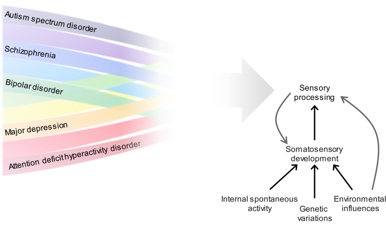 Multisensory cortical processing and dysfunction across the ...