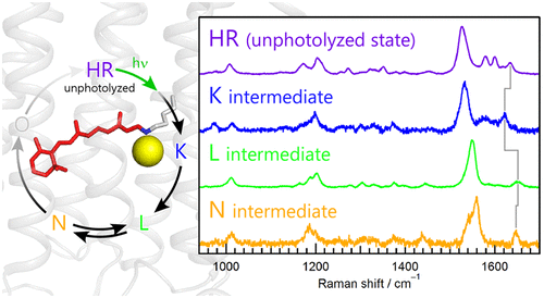 Structural Evolution of a Retinal Chromophore in the Photocycle of ...