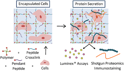 Isolation and Identification of Proteins Secreted by Cells Cultured ...