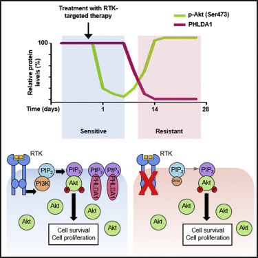 PHLDA1 Mediates Drug Resistance in Receptor Tyrosine Kinase-Driven ...