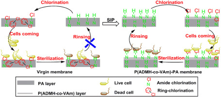 Lab-Scale and pilot-scale fabrication of amine-functional reverse ...