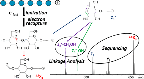 De Novo Glycan Sequencing by Electronic Excitation Dissociation and ...