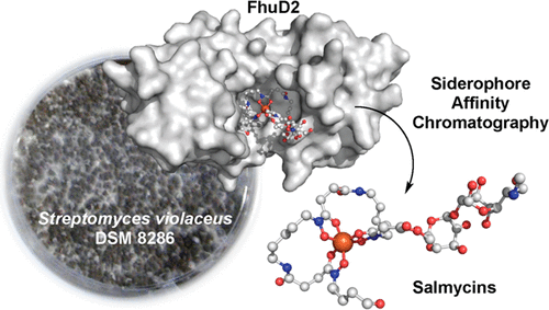 Immobilized FhuD2 Siderophore-Binding Protein Enables Purification of ...