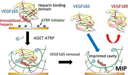 Molecularly Imprinted Nanocavities Capable of Ligand-Binding Domain and ...