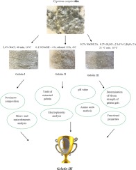 Characterization of carp ( Cyprinus carpio ) skin gelatin extracted ...