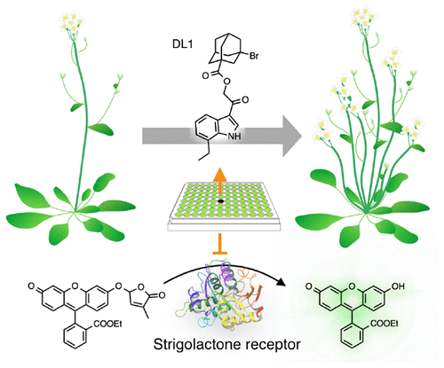 发现靶向Strigolactone受体DWARF14的枝条分支调节剂,ACS Central Science - X-MOL