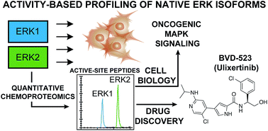 基于异构体选择性活性的 ERK 信号分析†,Chemical Science - X-MOL