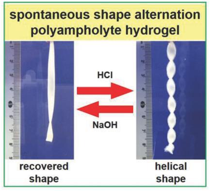 Polyampholyte Hydrogels with pH Modulated Shape Memory and Spontaneous ...