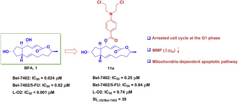 Novel hybrids of brefeldin A and nitrogen mustards with improved ...