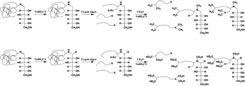 Reductive Amination Combining Dimethylation for Quantitative Analysis ...