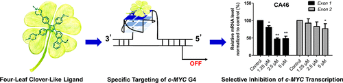 Discovery of a New Four-Leaf Clover-Like Ligand as a Potent c-MYC ...