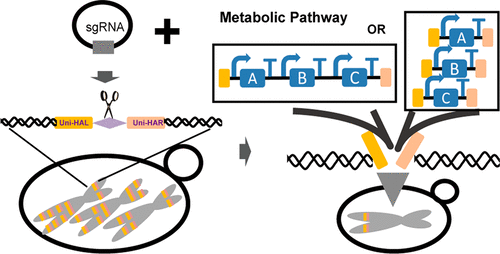 Wicket: A Versatile Tool for the Integration and Optimization of ...