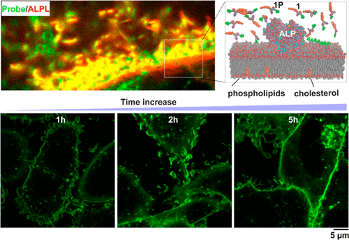 Active Probes for Imaging Membrane Dynamics of Live Cells with High ...