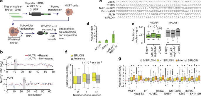 Sequences enriched in Alu repeats drive nuclear localization of long ...