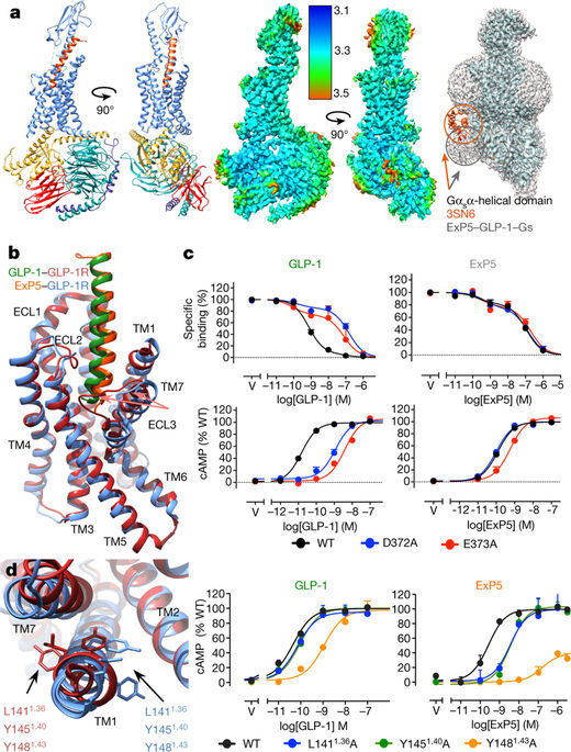 Phase-plate cryo-EM structure of a biased agonist-bound human GLP-1 ...