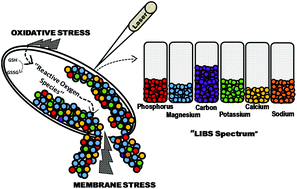 Mechanistic insight into the in vitro toxicity of graphene oxide ...