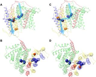单独的非致病性错义线粒体DNA变体的特殊组合导致低渗透性 Leber遗传性视神经病变,PLOS Genetics - X-MOL
