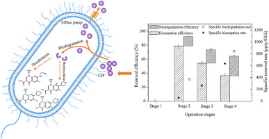 Ciprofloxacin degradation in anaerobic sulfate-reducing bacteria (SRB ...