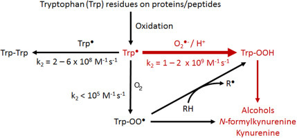 Superoxide radicals react with peptide-derived tryptophan radicals with ...