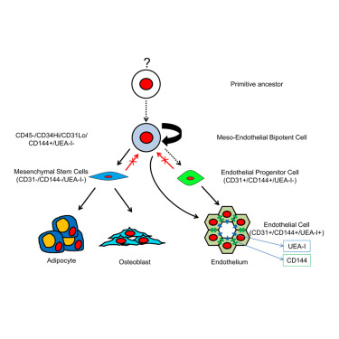 Meso-Endothelial Bipotent Progenitors from Human Placenta Display ...