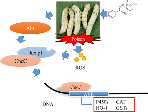 家蚕 CncC 和 Keap1 基因的克隆与功能分析,Journal of Agricultural and Food Chemistry - X-MOL