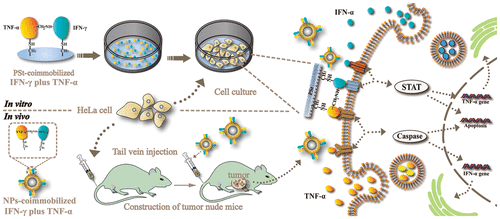 Cervical Cancer HeLa Cell Autocrine Apoptosis Induced by Coimmobilized ...