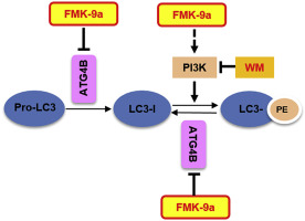 ATG4B inhibitor FMK-9a induces autophagy independent on its enzyme inhibition,Archives of ...