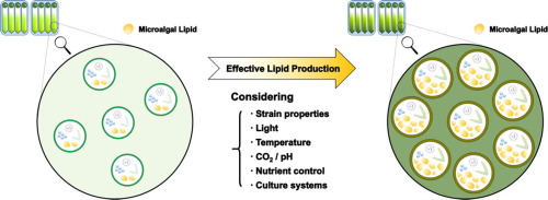 Multilateral approach on enhancing economic viability of lipid production from microalgae: A ...