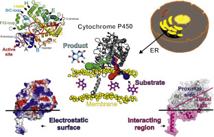Membrane-attached mammalian cytochromes P450: An overview of the ...