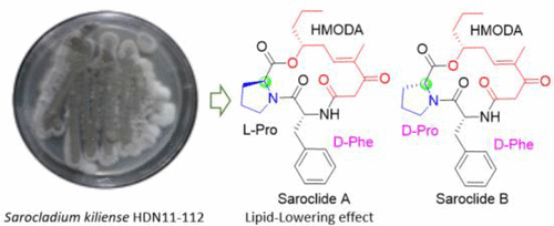 Saroclides A and B, Cyclic Depsipeptides from the Mangrove-Derived ...
