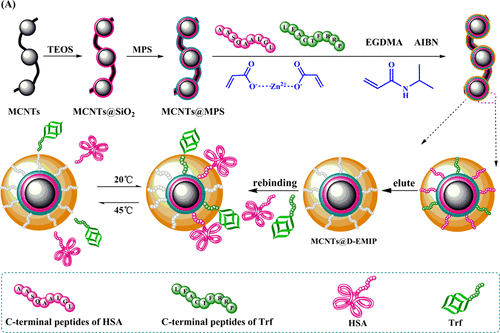 Thermosensitive Metal Chelation Dual-Template Epitope Imprinting ...