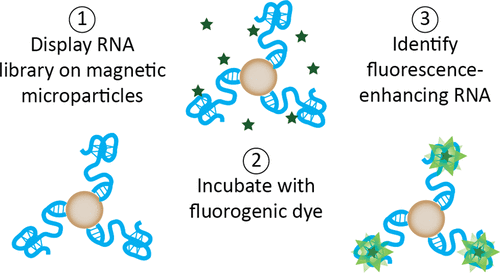 Direct Selection of Fluorescence-Enhancing RNA Aptamers,Journal of the ...
