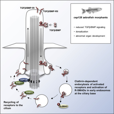 CEP128 Localizes to the Subdistal Appendages of the Mother Centriole ...