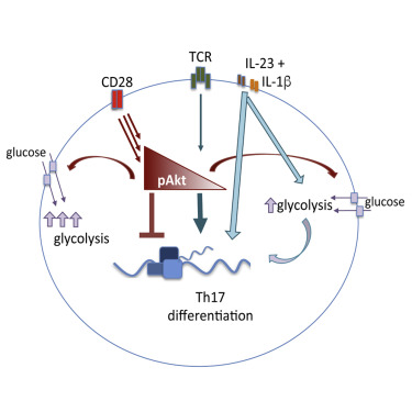 IL-23 and IL-1β Drive Human Th17 Cell Differentiation and Metabolic ...