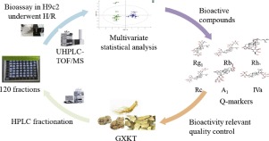 利用UHPLC-TOF / MS和多元统计分析快速发现和鉴定冠心康泰制剂中质量标志物的综合策略,Phytomedicine - X-MOL