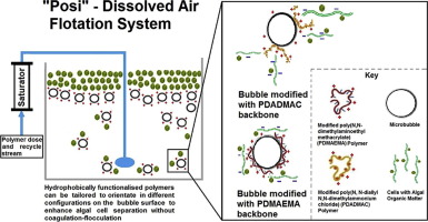 Determining how polymer-bubble interactions impact algal separation ...