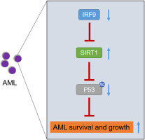 The IRF9-SIRT1-P53 axis is involved in the growth of human acute ...