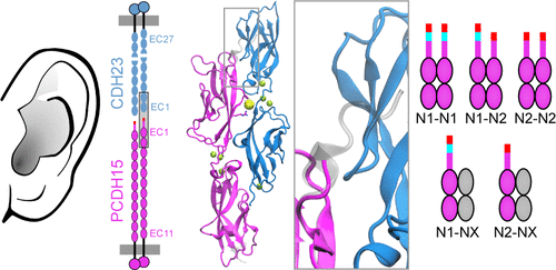 Tuning Inner-Ear Tip-Link Affinity Through Alternatively Spliced ...