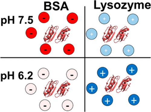 Surface Charge Modulates Protein–Protein Interactions in ...