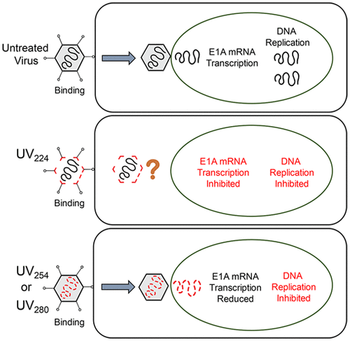 Adenovirus Replication Cycle Disruption from Exposure to Polychromatic ...
