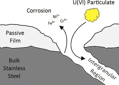 Uranium Contamination of Stainless Steel in Nuclear Processing Plants ...