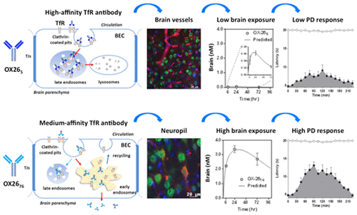 Enhanced Delivery of Galanin Conjugates to the Brain through ...