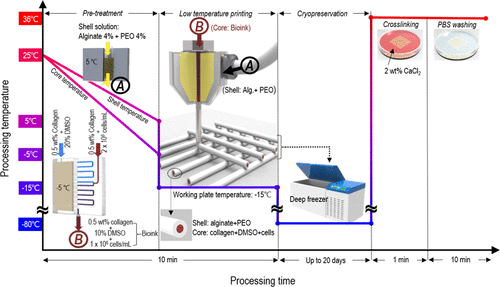 Innovative Cryopreservation Process Using a Modified Core/Shell Cell ...