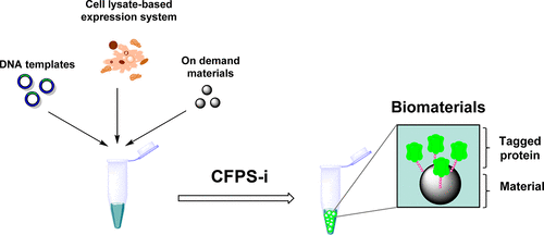 Expanding One-Pot Cell-Free Protein Synthesis and Immobilization for On ...