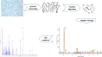 Development and application of a UPLC–MS/MS method for P-glycoprotein quantification in human ...