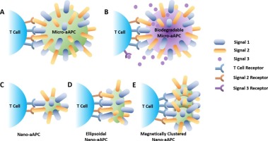 Nanoscale artificial antigen presenting cells for cancer immunotherapy ...
