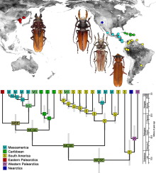 West meets East: How do rainforest beetles become circum-Pacific ...